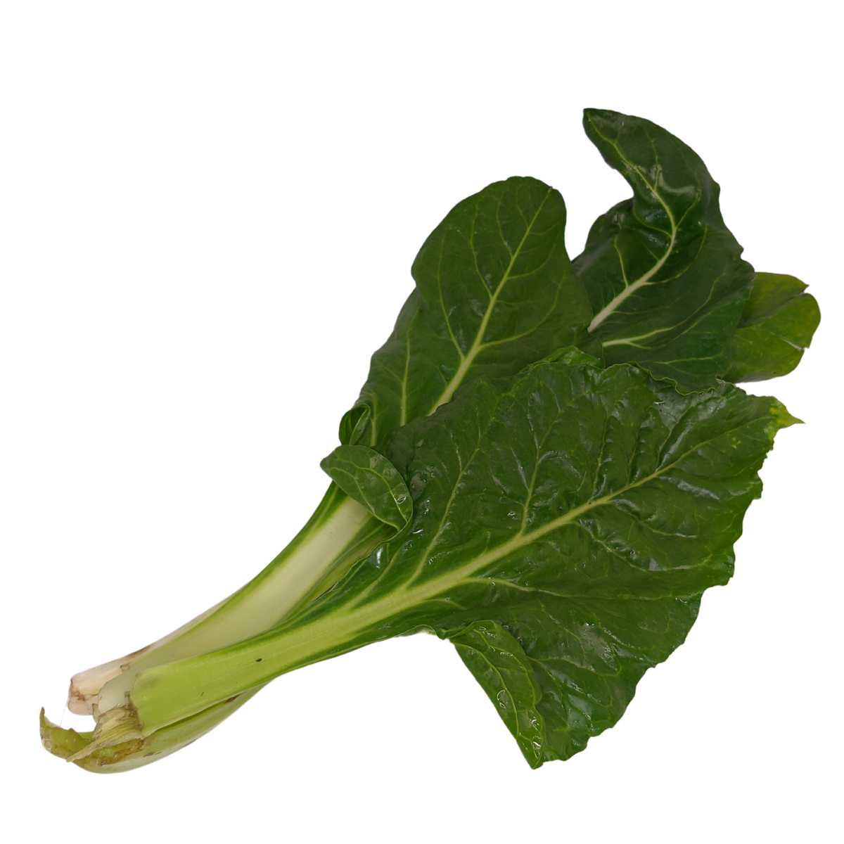 Acelga Común Orgánica x 250 g – Green Organic Market